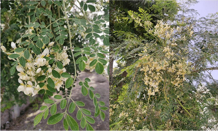Moringa: The Miracle tree – Benefits, Uses, and Nutritional Value ...